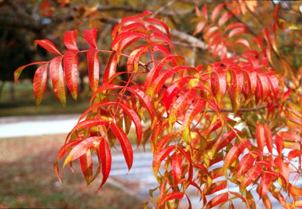 Fall color abounds in Louisiana landscapes | EuniceToday Archive | The ...